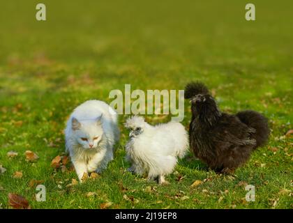 Two fluffy chickens and a white cat are walking together in a clearing ...