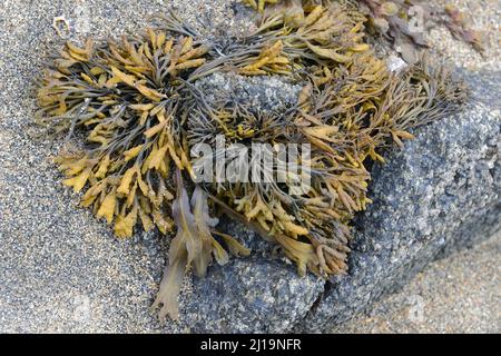 Channelled wrack (Pelvetia canaliculata), Brittany, France Stock Photo ...