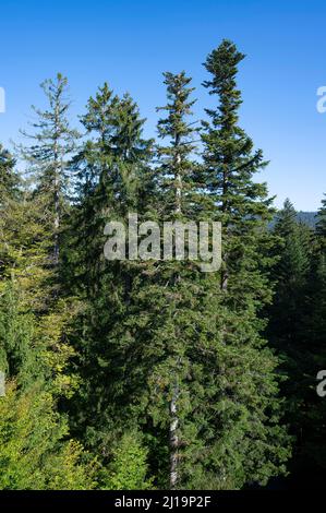 Landscape, forest path, spruce forest, Picea abies Stock Photo - Alamy