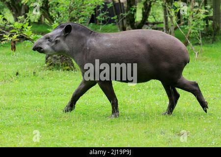 Lowland tapir (Tapirus terrestris), adult, foraging, in water, captive ...