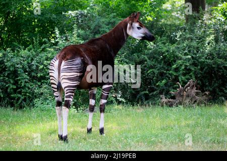 Okapi (Okapia johnstoni), adult, foraging, captive Stock Photo - Alamy