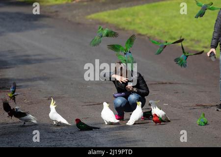 A women tourist feeds the birds, Kennet River, Victoria, Australia ...