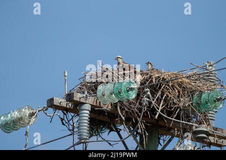 Osprey in breeding season Stock Photo - Alamy