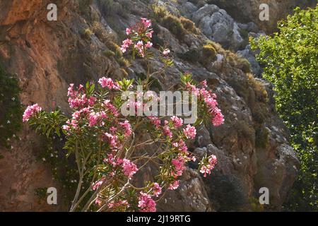 A close-up shot of a green oleander fruit (Cascabela thevetia) in a ...