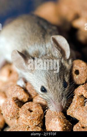 A house mouse (Mus musculus) eats cat food Stock Photo - Alamy