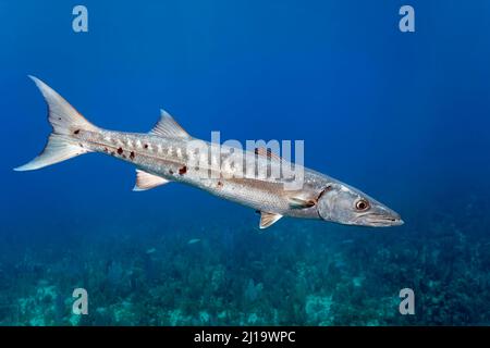 Great Barracuda swimming over a coral reef Stock Photo - Alamy