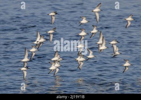 Flying Sanderling bird at Vancouver BC Canada Stock Photo - Alamy