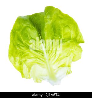 fresh single leaf of butterhead lettuce isolated on white background ...