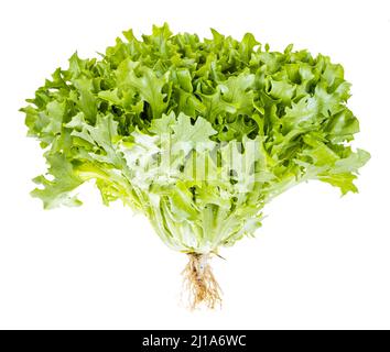 fresh curly endive lettuce with roots isolated on white background ...