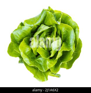 Big head lettuce green fresh in farm Stock Photo - Alamy