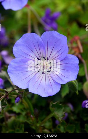 Single Pale Purple Geranium 'Rozanne' (Cranesbill) Flower Grown at RHS ...