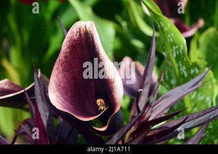 Purple Arum Lily Zantedeschia 'Dubai Nights' on Display at Southport ...