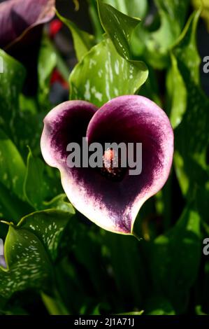 Purple Arum Lily Zantedeschia 'Dubai Nights' on Display at Southport ...