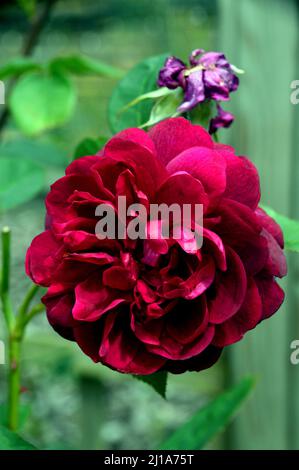 Single Red David Austin Rosa 'Darcey Bussell' Rose grown in the Rose ...