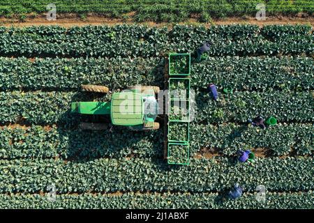 Farm workers picking Broccoli placing them in pallets, aerial view ...