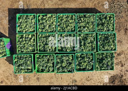 Pallets loaded to the top with fresh picked Broccoli Stock Photo - Alamy