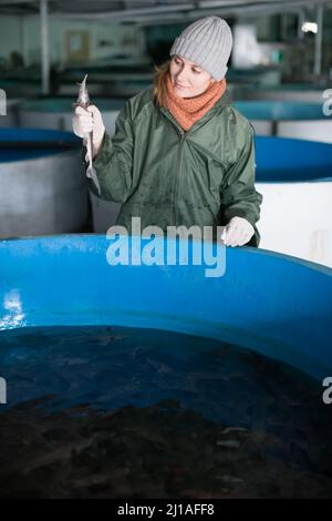 Owner of sturgeon farm with worker inspecting fish Stock Photo - Alamy