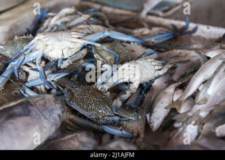 Fresh blue crabs among other fish on the fish market display, Arabian ...