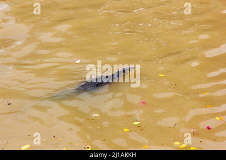 A Malaysian monitor lizard swimming in the brown murky waters of the ...