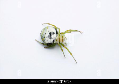 Kidney garden spider, Araneus mitificus, Satara, Maharashtra, India ...