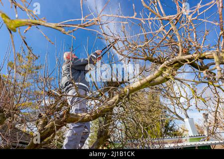 Elderly man, gardener is climbed up in treetop he pruning branches of ...