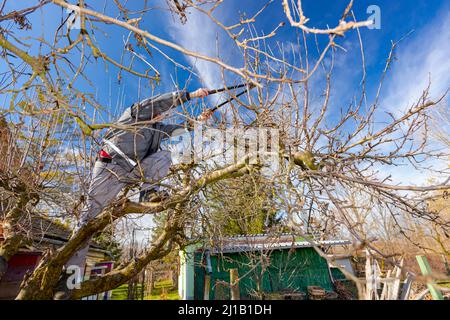 Elderly man, gardener is climbed up in treetop he pruning branches of ...