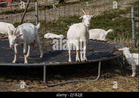 24 March 2022, Schkeswig-Holstein, Sörup: Goats of the breed "white ...