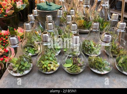 Different succulents in bulbs on the counter in the flowers store Stock ...