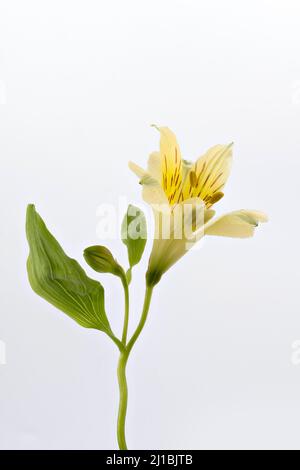 Gorgeous Yellow Alstroemeria flower photographed against a white ...