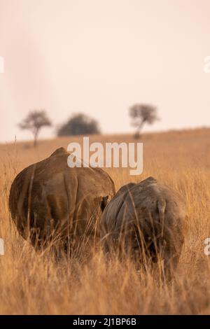White Rhino rear view, Pilanesberg National Park Stock Photo - Alamy