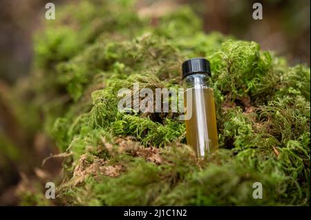 Brown coloured water sample in cuvette from polluted stream from dairy ...
