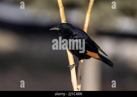Tristram's starling (Onychognathus tristramii), Jordan Stock Photo - Alamy
