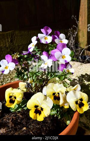 Pansies in Pot Hook Norton Oxfordshire England uk Stock Photo - Alamy