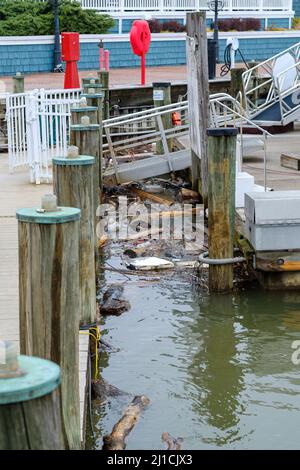 Polluted River and Trash: Potomac River, Alexandria, VA, US Stock Photo ...