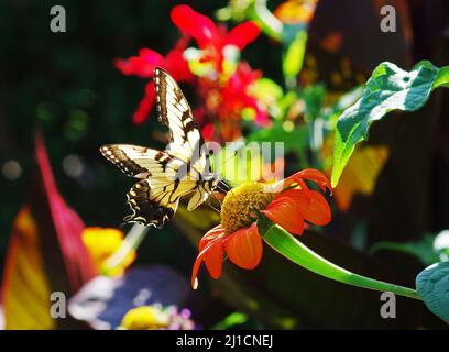 A black swallowtail butterfly perched on a coneflower, against flowers ...