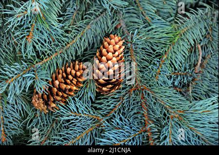 Background image shows a closeup of the limbs of a blue spruce. Image ...