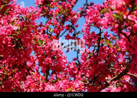 Signs of spring in Minnesota Stock Photo - Alamy