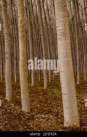 trunks of white poplar trees in a plantation, populus alba. Spain Stock ...