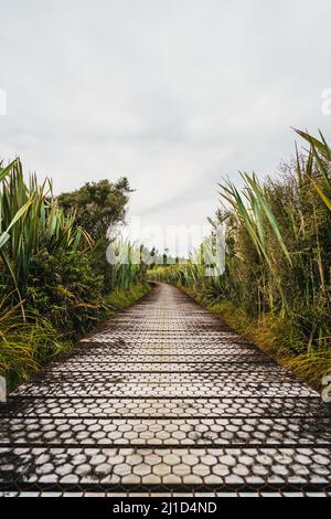 Vertical shot of pathway along with tall trees in Ducal Palace Park in ...