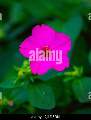 Beautiful pink color mirabilis Jalapa flower Stock Photo - Alamy