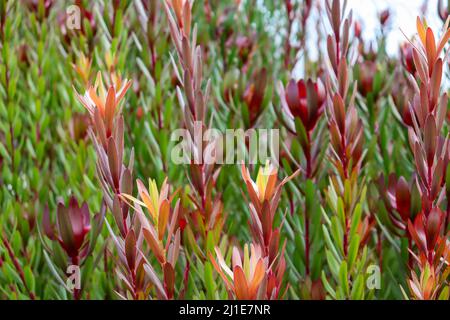 A closeup of the Leucadendron salignum mixed with laureolum 'Rising Sun ...
