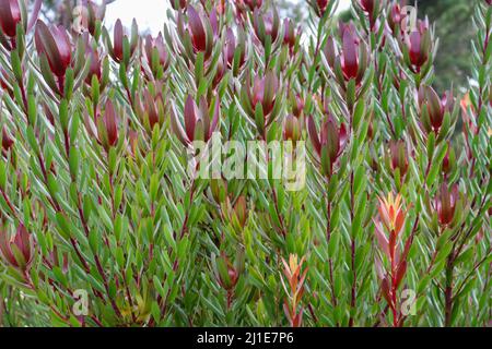 A closeup of the Leucadendron salignum mixed with laureolum 'Rising Sun ...