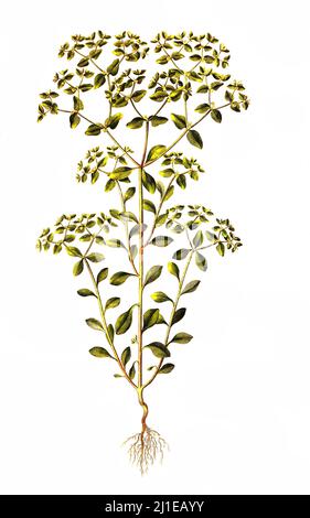 Petty spurge, Radium weed, Cancer weed or Milkweed (Euphorbia peplus ...