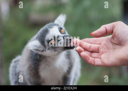 Primates, Squirrel Monkeys and Lemurs Stock Photo - Alamy