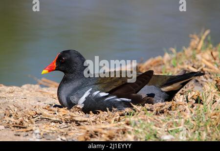Common Moorhen, Kruger National Park Stock Photo - Alamy