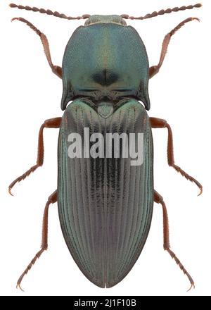shiny green click beetle insect (Camposoternus auratus) isolated Stock ...