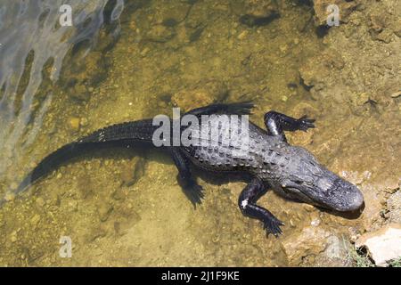 Alligator Top View Stock Photo - Alamy