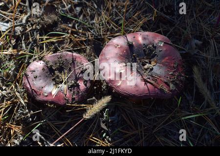 Russula atropurpurea, commonly called the blackish purple Russula or ...