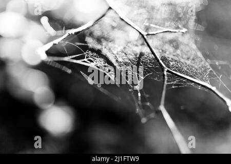 A grayscale closeup shot of thin spiderwebs on a tree branch Stock ...