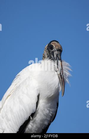 Wood stork (Mycteria americana) feet, Wakodahatchee Wetlands, Delray ...